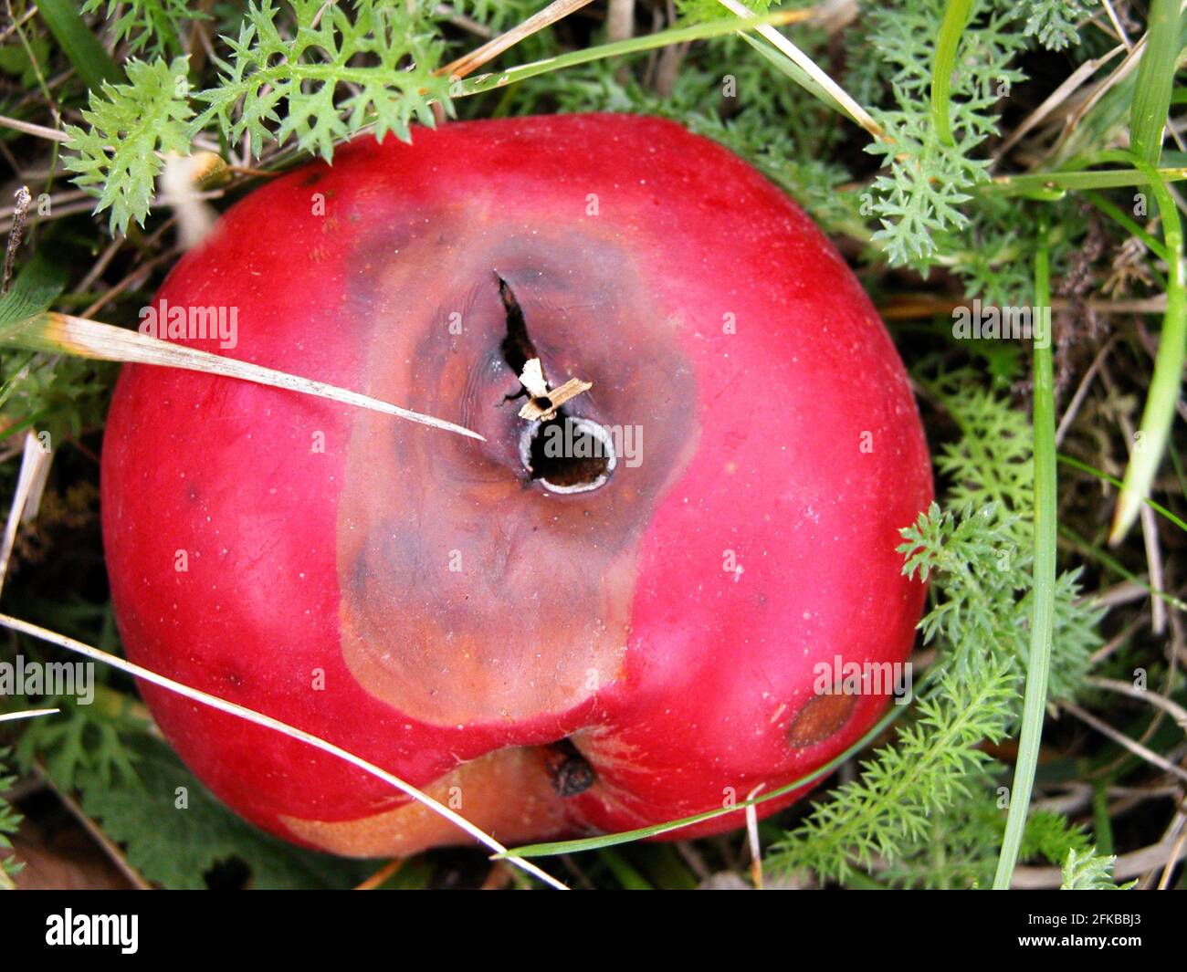 Rotten fruit tree hi-res stock photography and images - Alamy