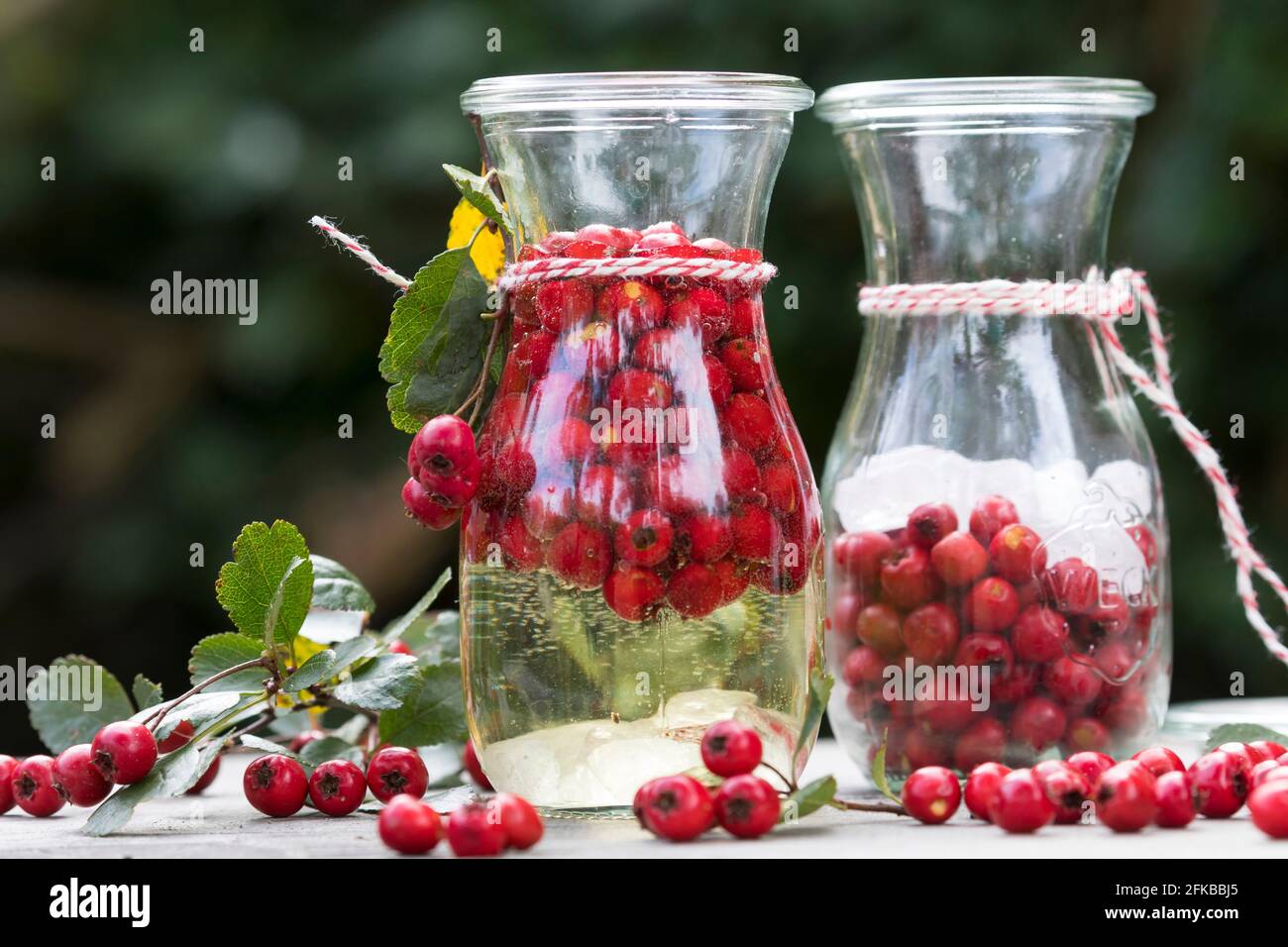 English hawthorn, midland hawthorn (Crataegus laevigata, Crataegus ...