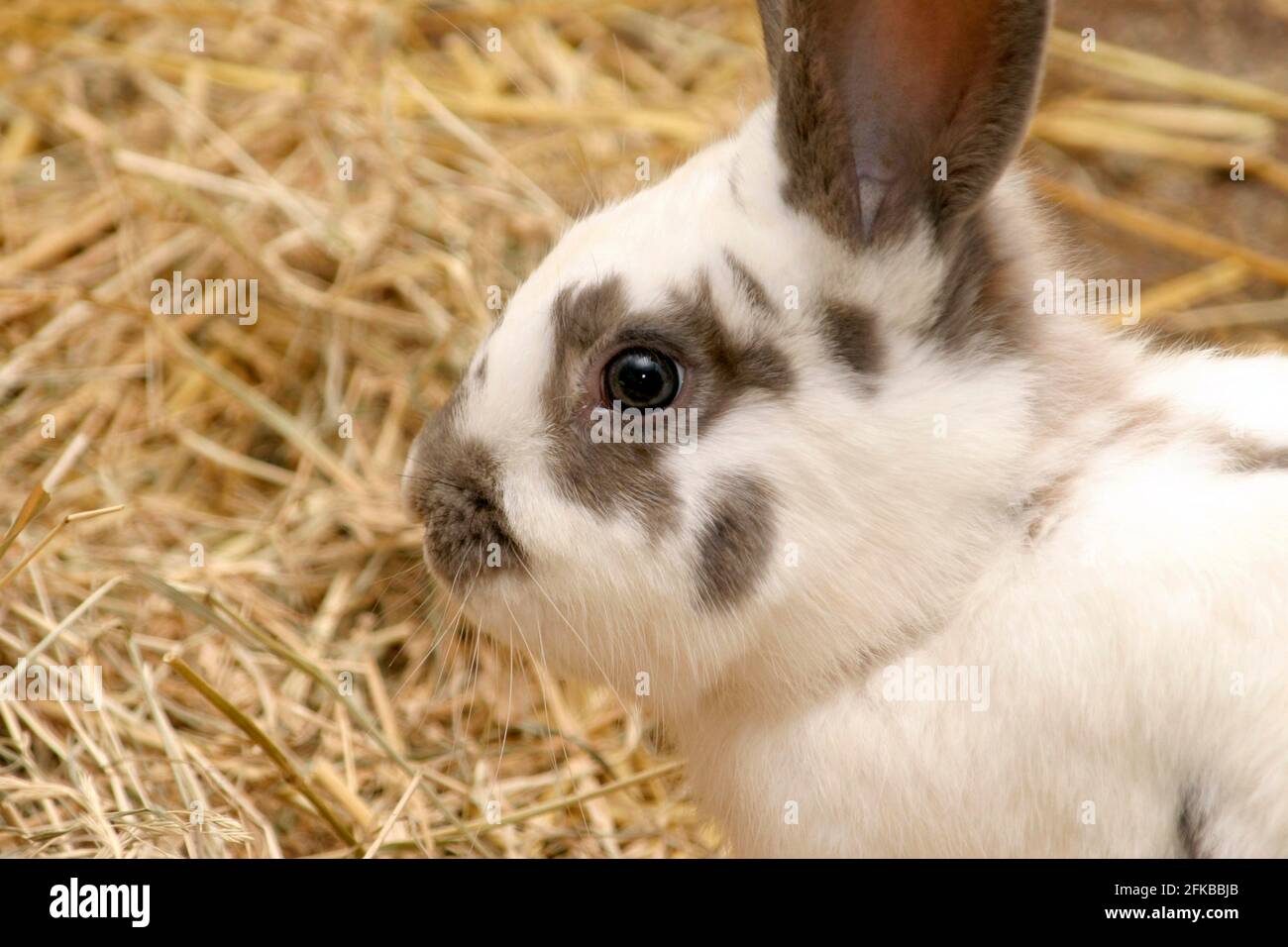 domestic rabbit (Oryctolagus cuniculus f. domestica), young rabbit in ...