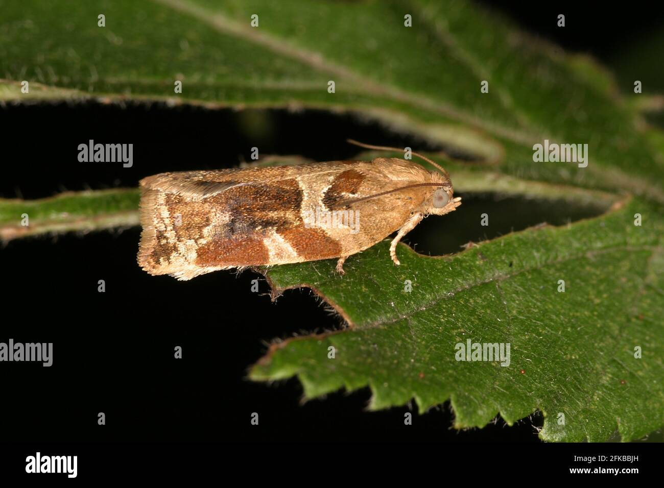 variegated golden tortrix, brown oak tortrix (Archips xylosteana), sits ...