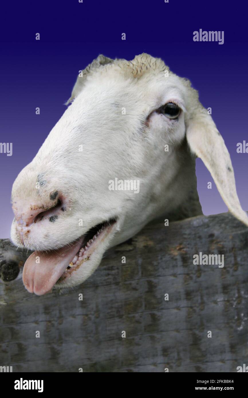 Sheep baaing hi-res stock photography and images - Alamy