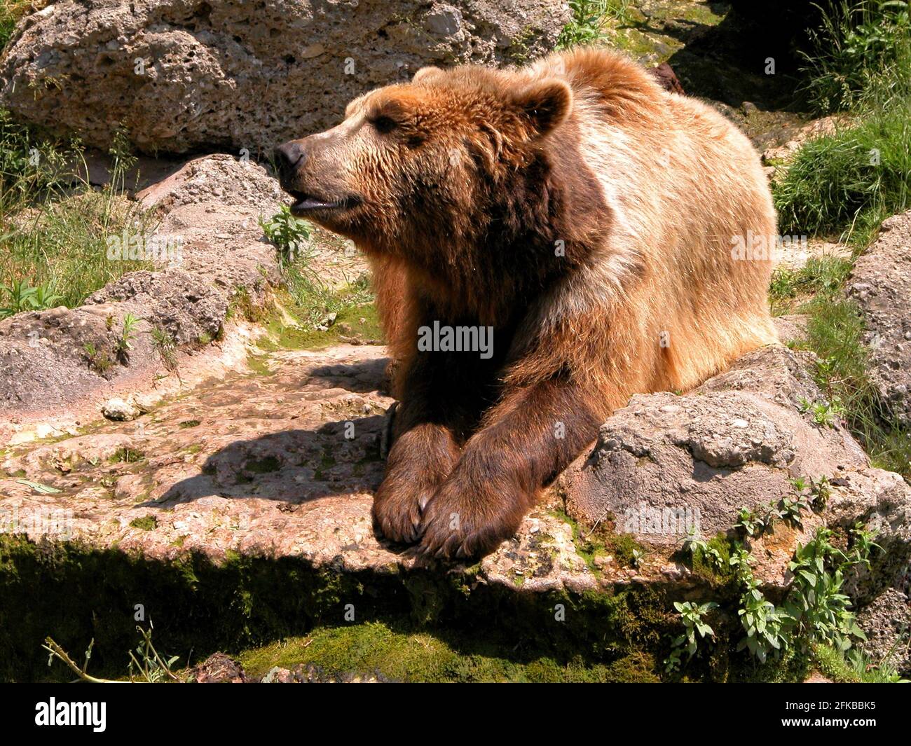 brown bear (Ursus arctos), sunbathing on a rock Stock Photo - Alamy