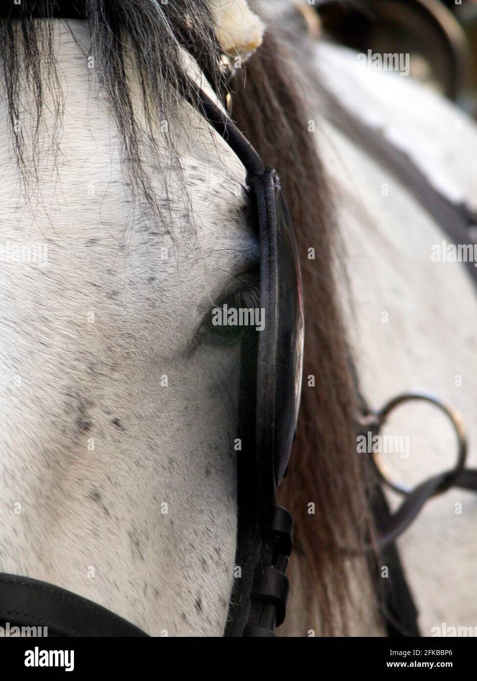 domestic horse (Equus przewalskii f. caballus), head with blinder ...