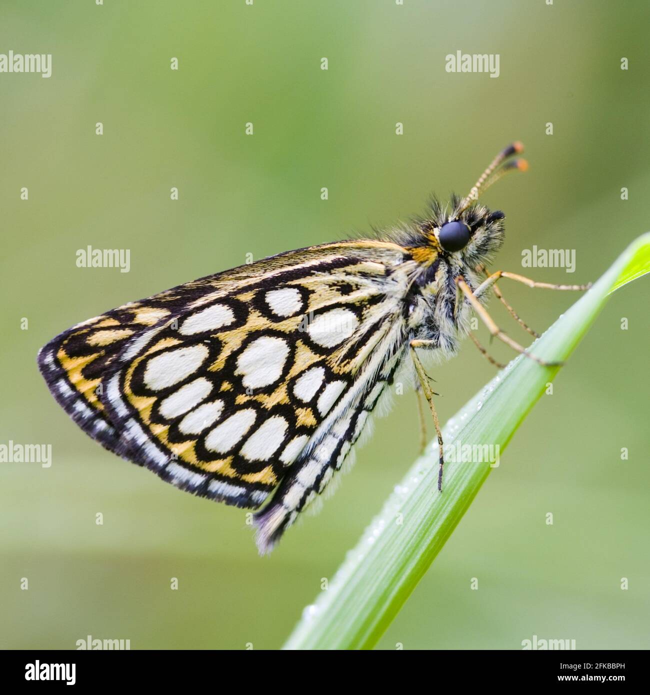 large chequered skipper (Heteropterus morpheus), sitting at a blade of ...