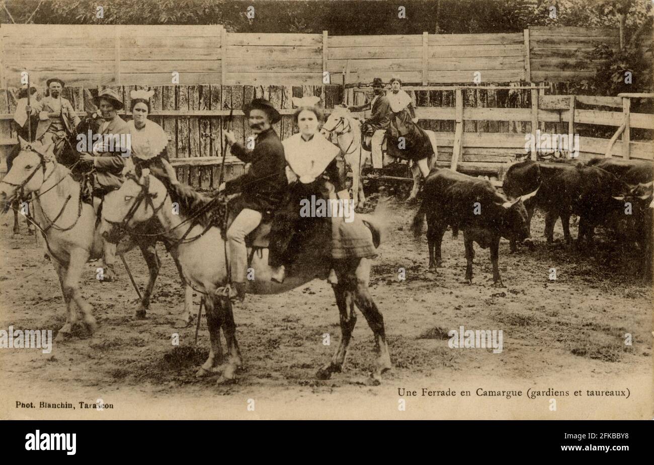 Livestock branding in Camargue ('ferrade') Postcard End of 19th century ...