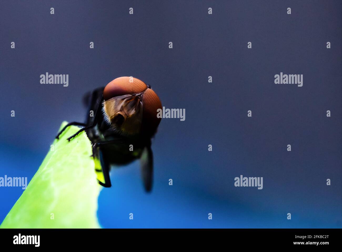 Close up photo of a fly hi-res stock photography and images - Alamy