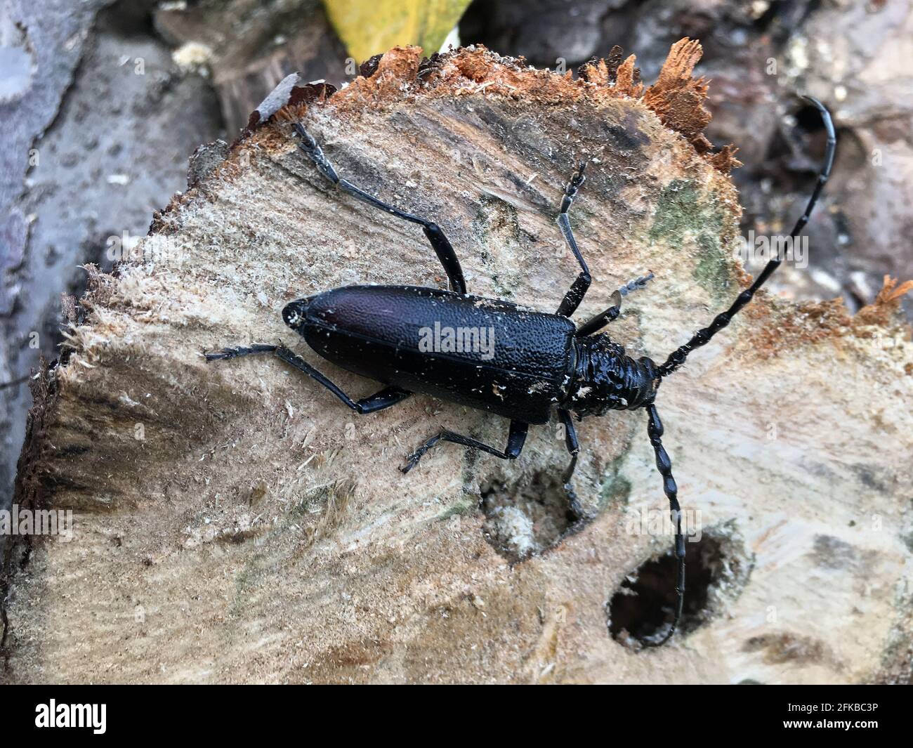 Great capricorn beetle known also as Cerambyx cerdo on a tree trunk ...