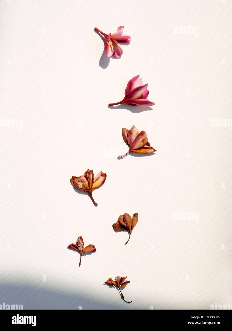 A STILL LIFE OF THE INDIAN PINK CHAMPA FLOWER SHOWING PROGRESSION FROM ...