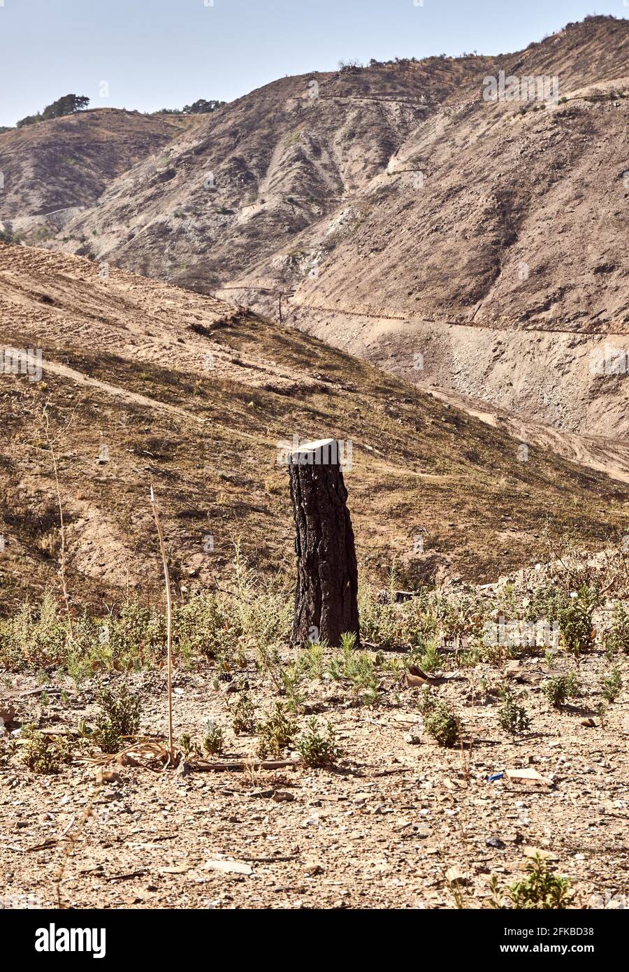 Environmental damage after forest fire Stock Photo - Alamy