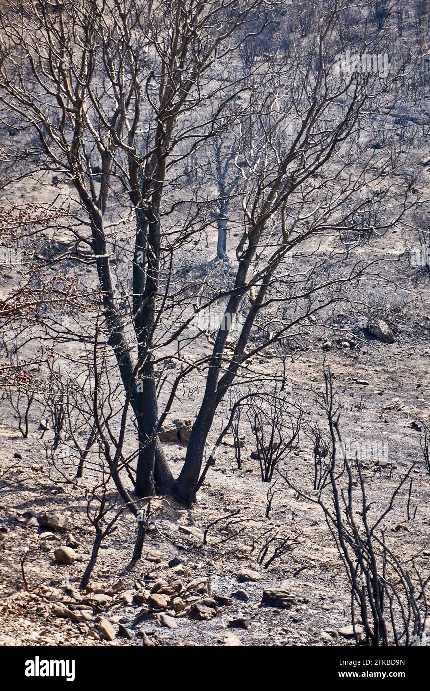 Environmental damage after forest fire Stock Photo - Alamy