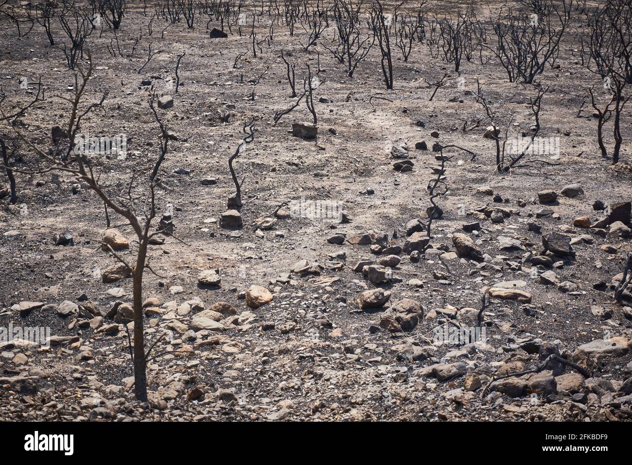 Environmental damage after forest fire Stock Photo - Alamy