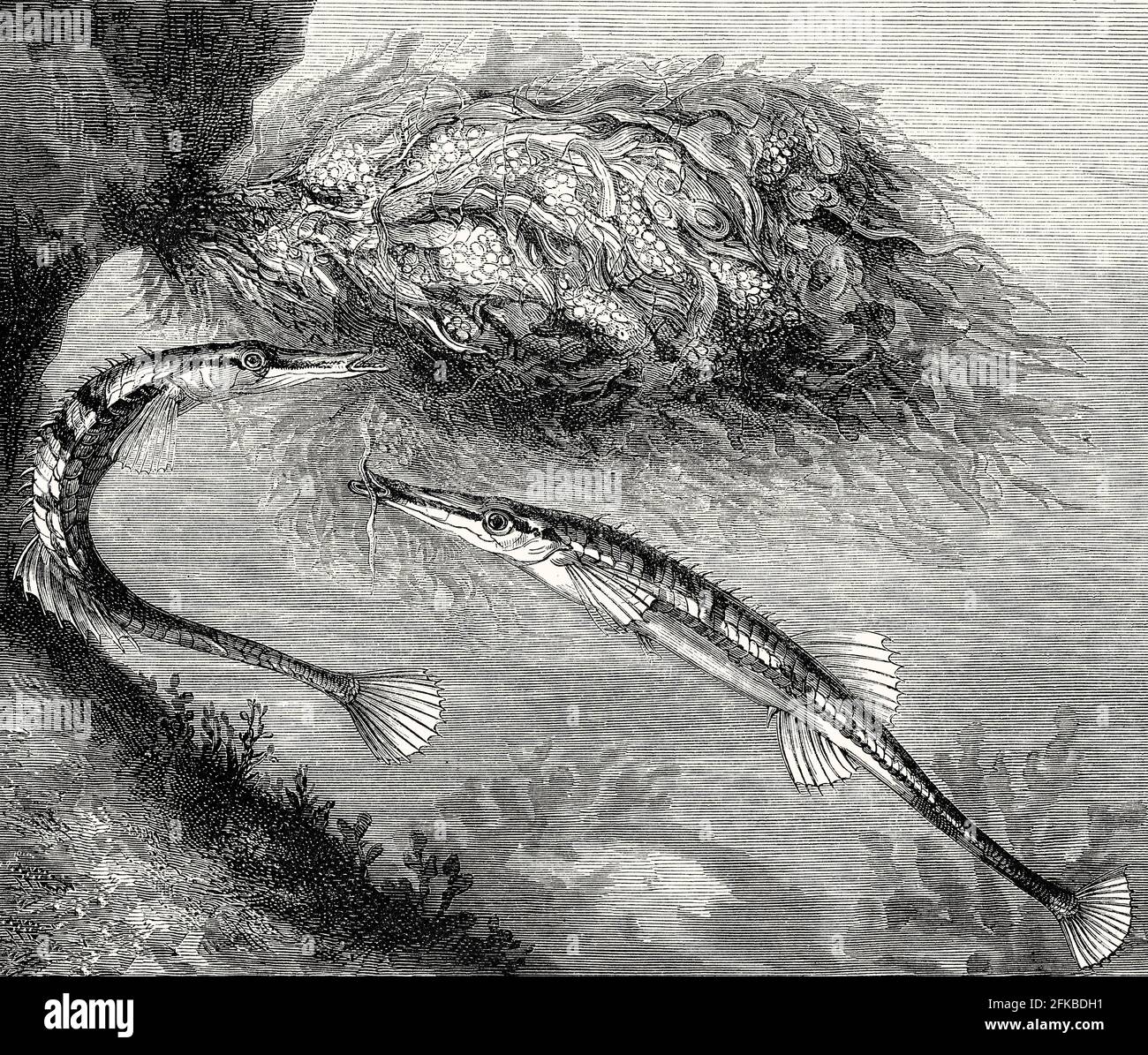 Sea stickleback, Spinachia spinachia, depiction from the 19th century ...