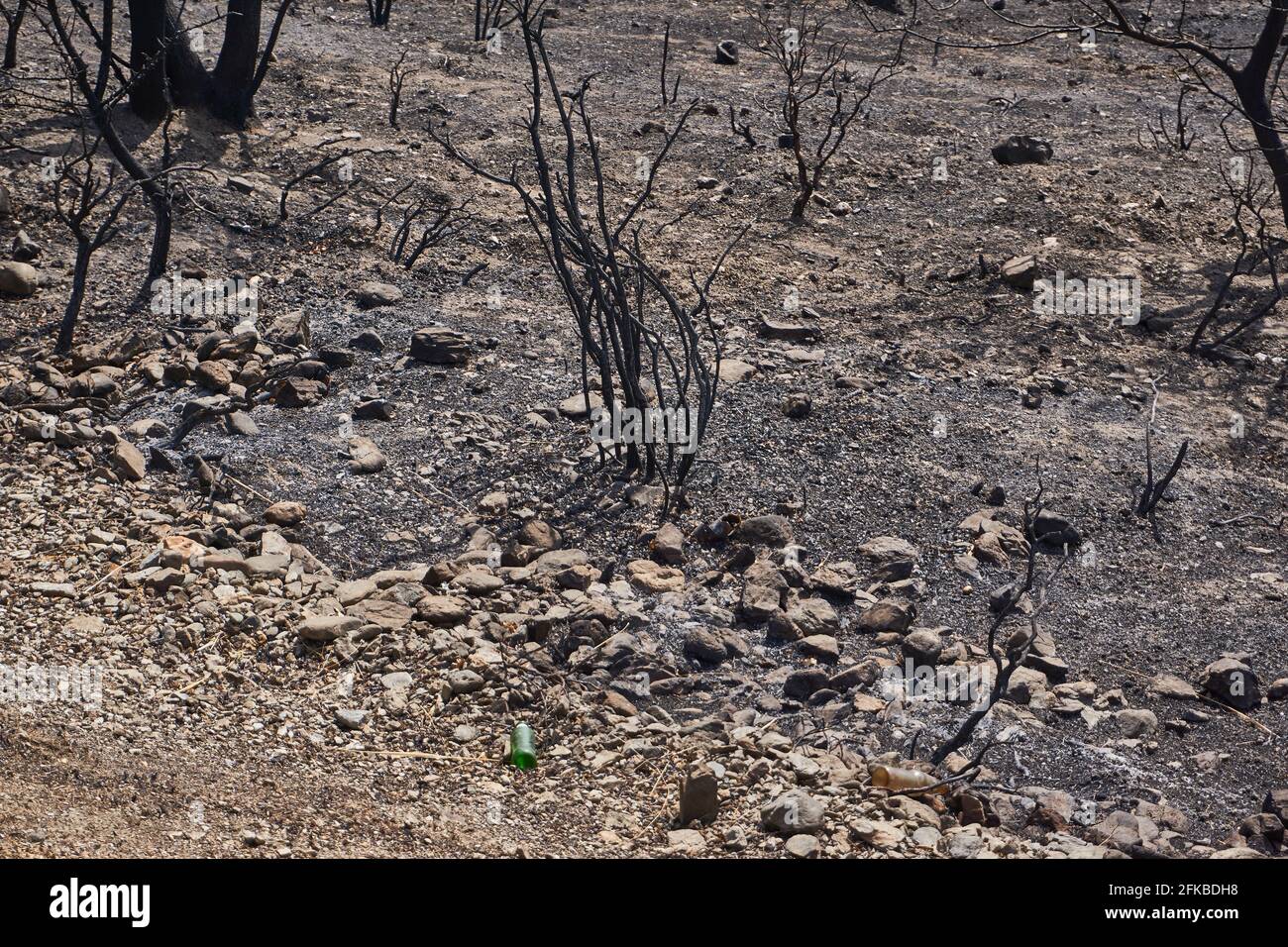 Environmental damage after forest fire Stock Photo - Alamy