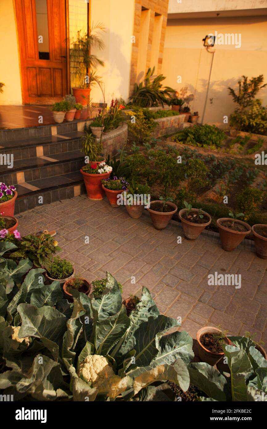 Cauliflower ready to harvest in frontyard vegetable patch in a kitchen ...