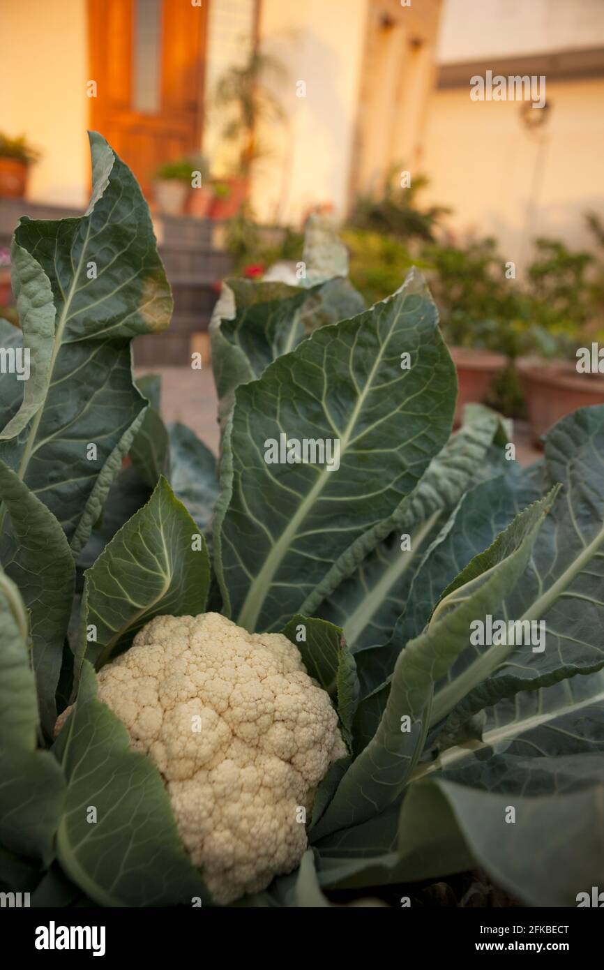 Cauliflower ready to harvest in frontyard vegetable patch in a kitchen ...