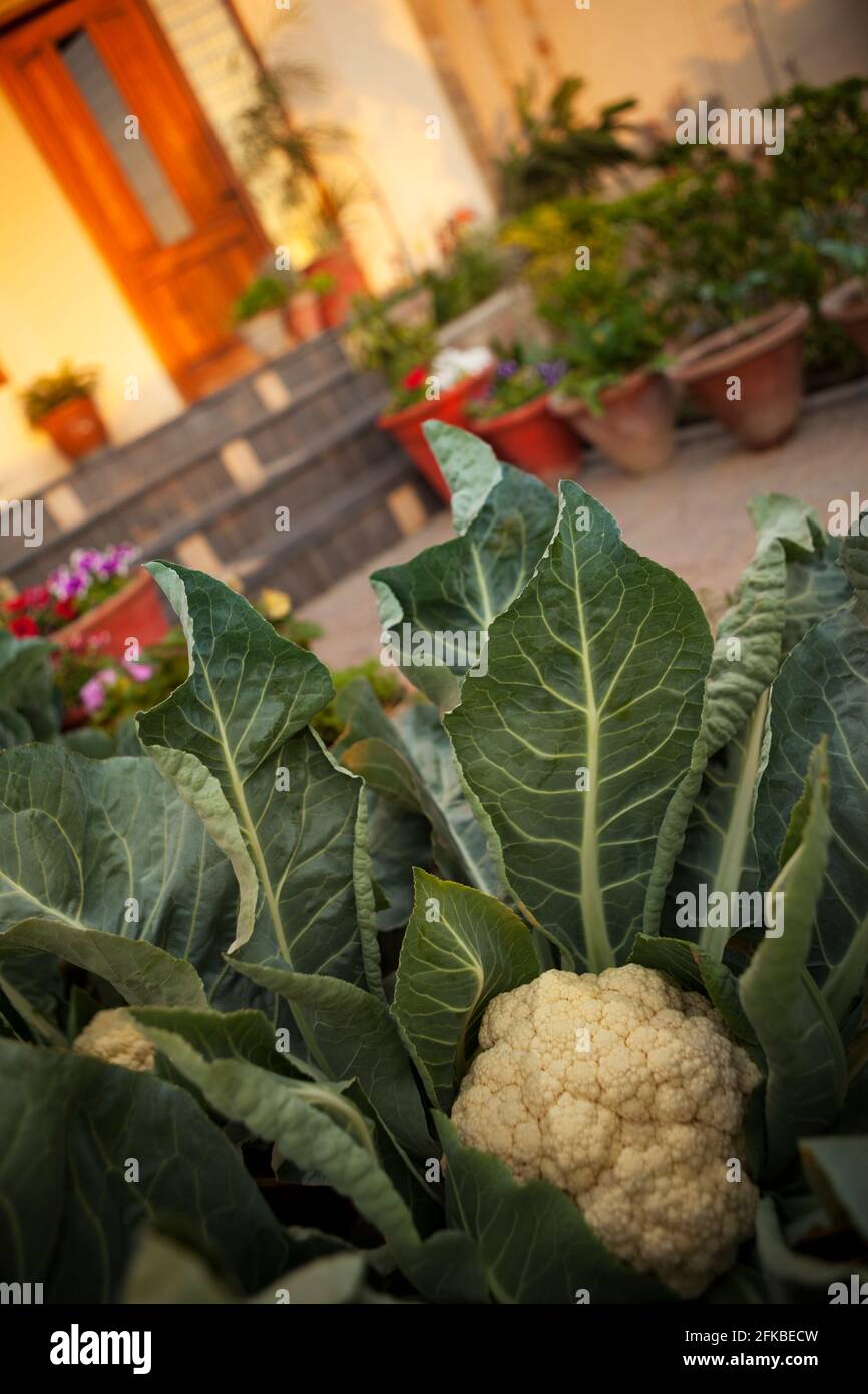Cauliflower ready to harvest in frontyard vegetable patch in a kitchen ...