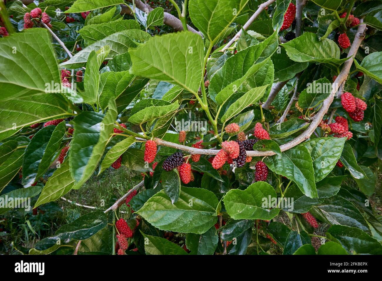 Fresh and organic mulberry fruits Stock Photo - Alamy