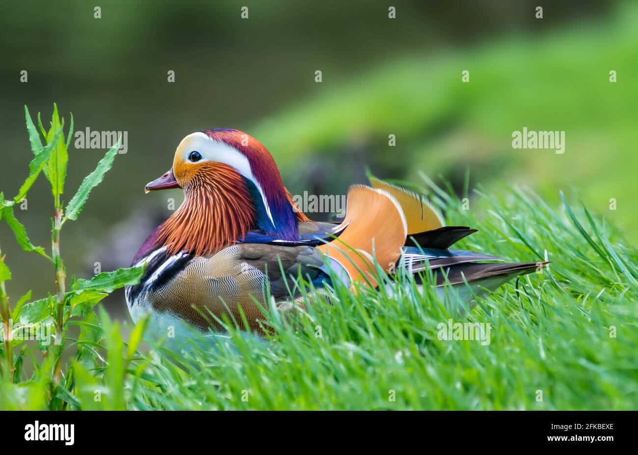 Mandarin Duck drake. Drake Mandarin Duck (Aix galericulata) in mating ...