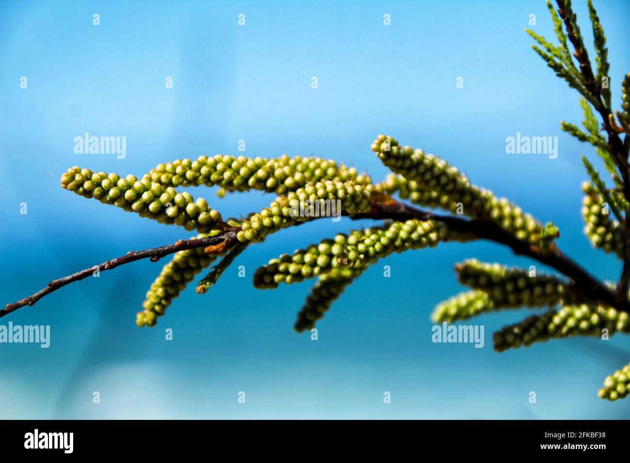 Beautiful Acacia tree under the sun in spring in the garden Stock Photo ...
