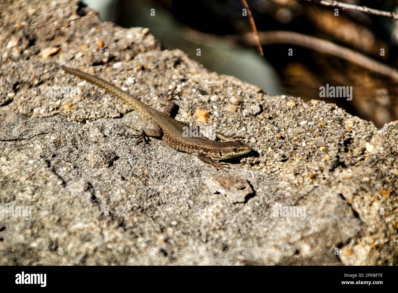 Lizards under the light hi-res stock photography and images - Alamy