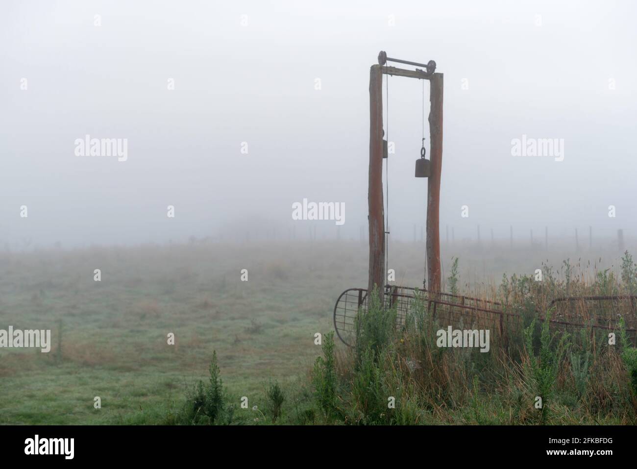 Sheep Going Up A Ramp