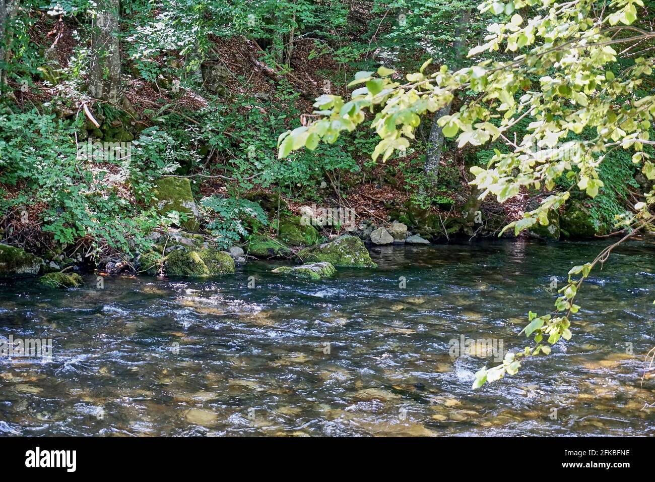 River flowing through the forest Stock Photo - Alamy