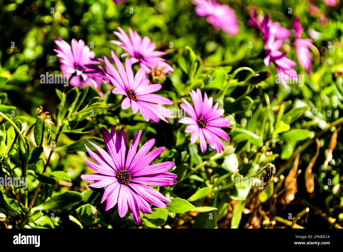 Beautiful dimorphoteca ecklonis flowers in the garden under the sun ...