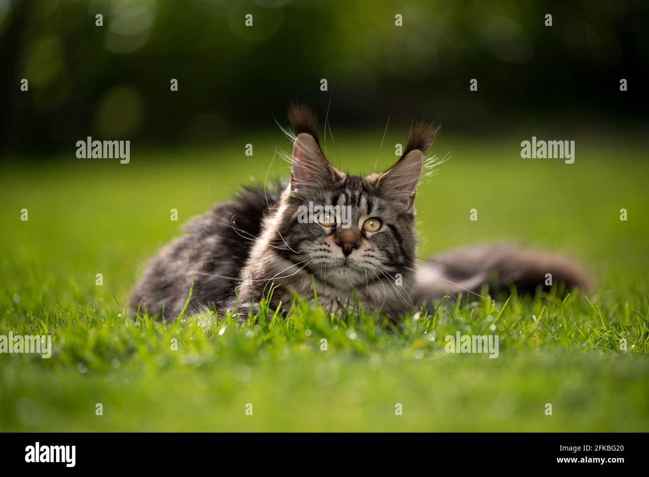 beautiful young tabby maine coon cat lying on grass in sunlight looking ...