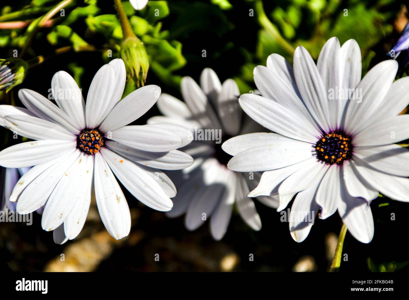 Beautiful dimorphoteca ecklonis flowers in the garden under the sun ...