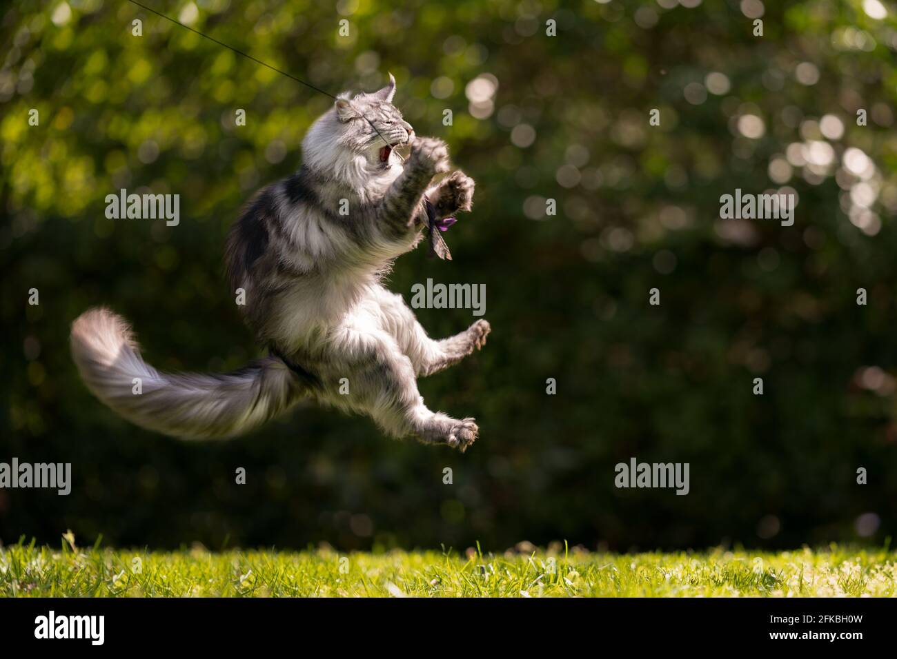 silver tabby maine coon cat jumping up in the air catching feather toy ...