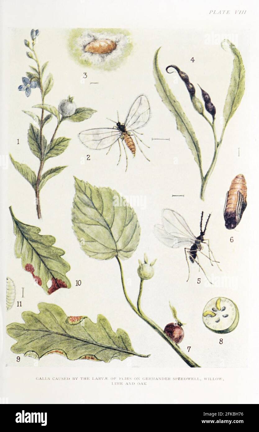 Pink leaf galls hi-res stock photography and images - Alamy