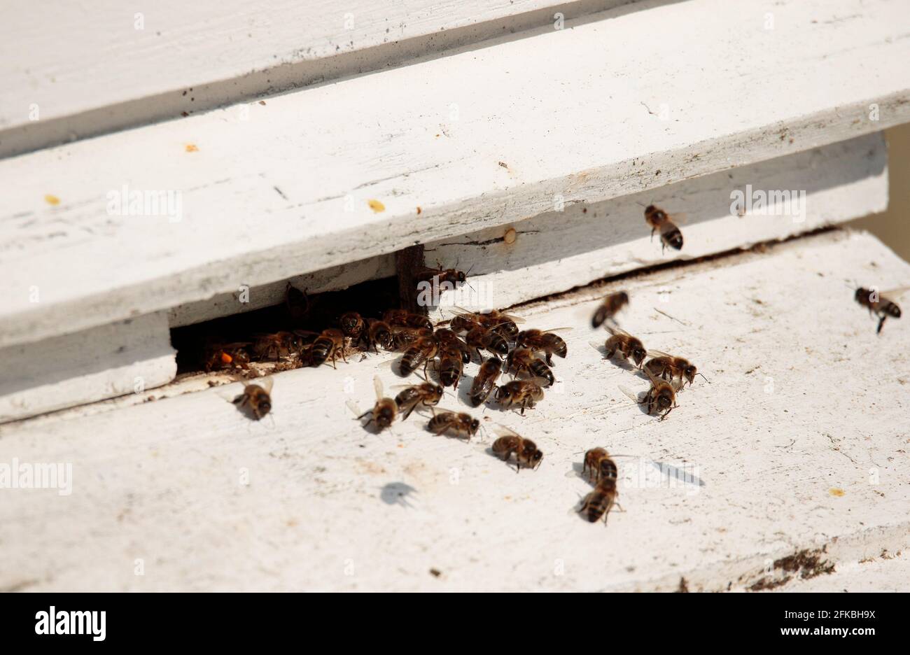 Honey Bee Hive Stock Photo - Alamy