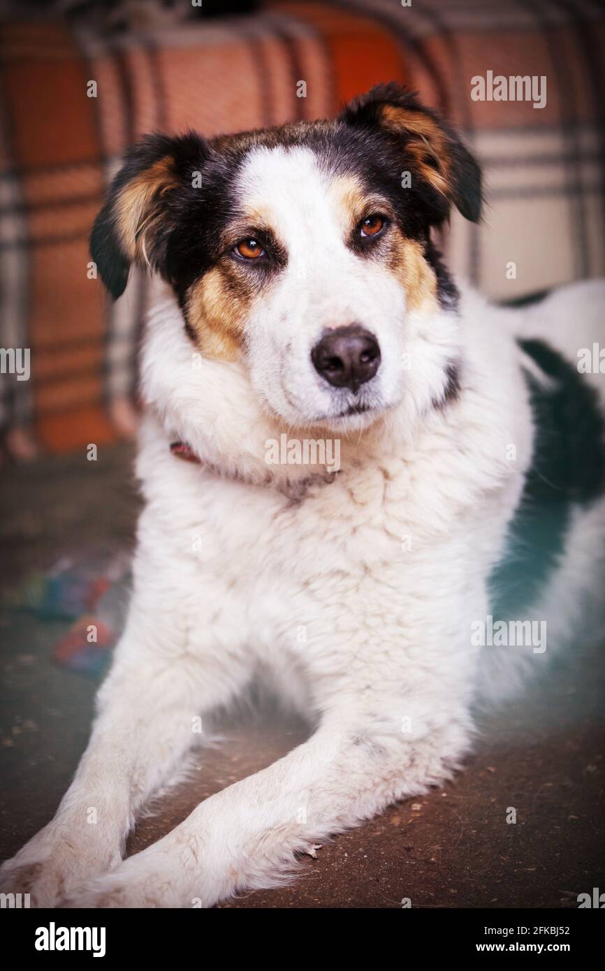 Dog with sad eyes in the shelter for adoption Stock Photo - Alamy