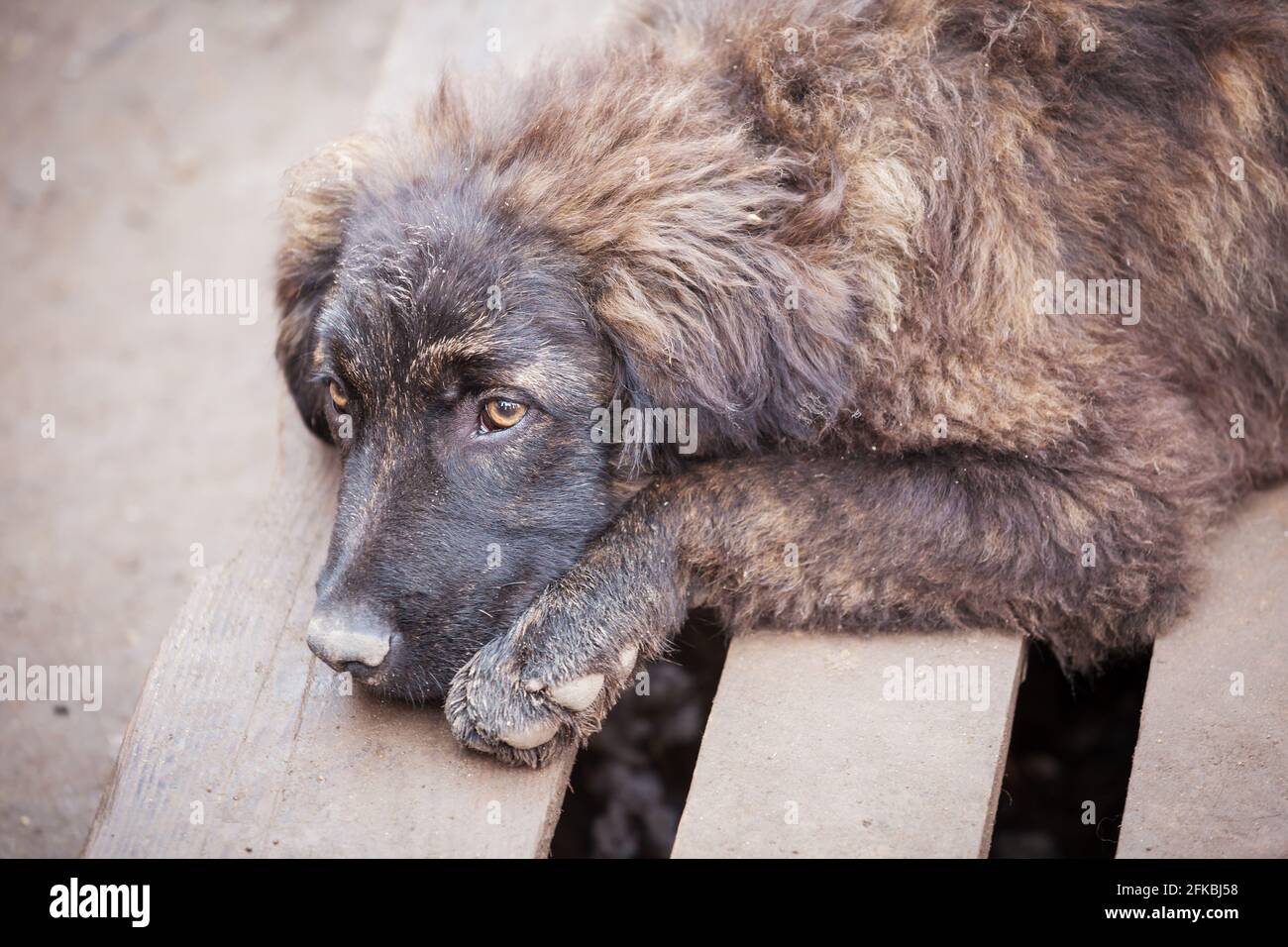 Dog with sad eyes lying in the shelter, waiting for adoption Stock ...