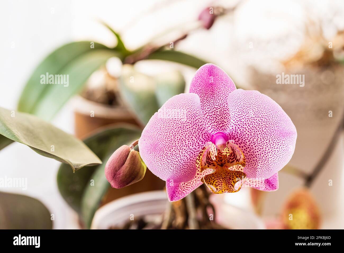 Phalaenopsis Orchid Manhattan Specie blooming with pink spotted flowers ...