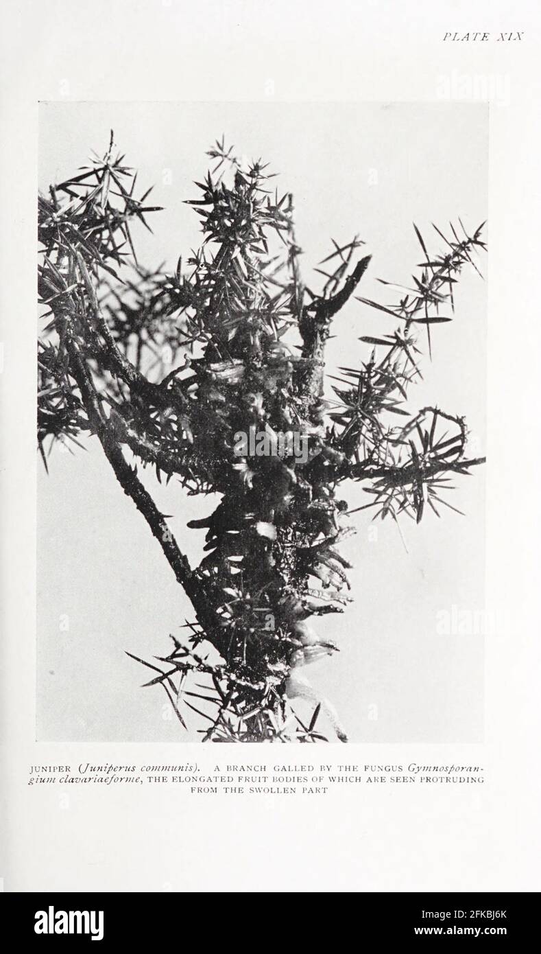 Pink leaf galls hi-res stock photography and images - Alamy