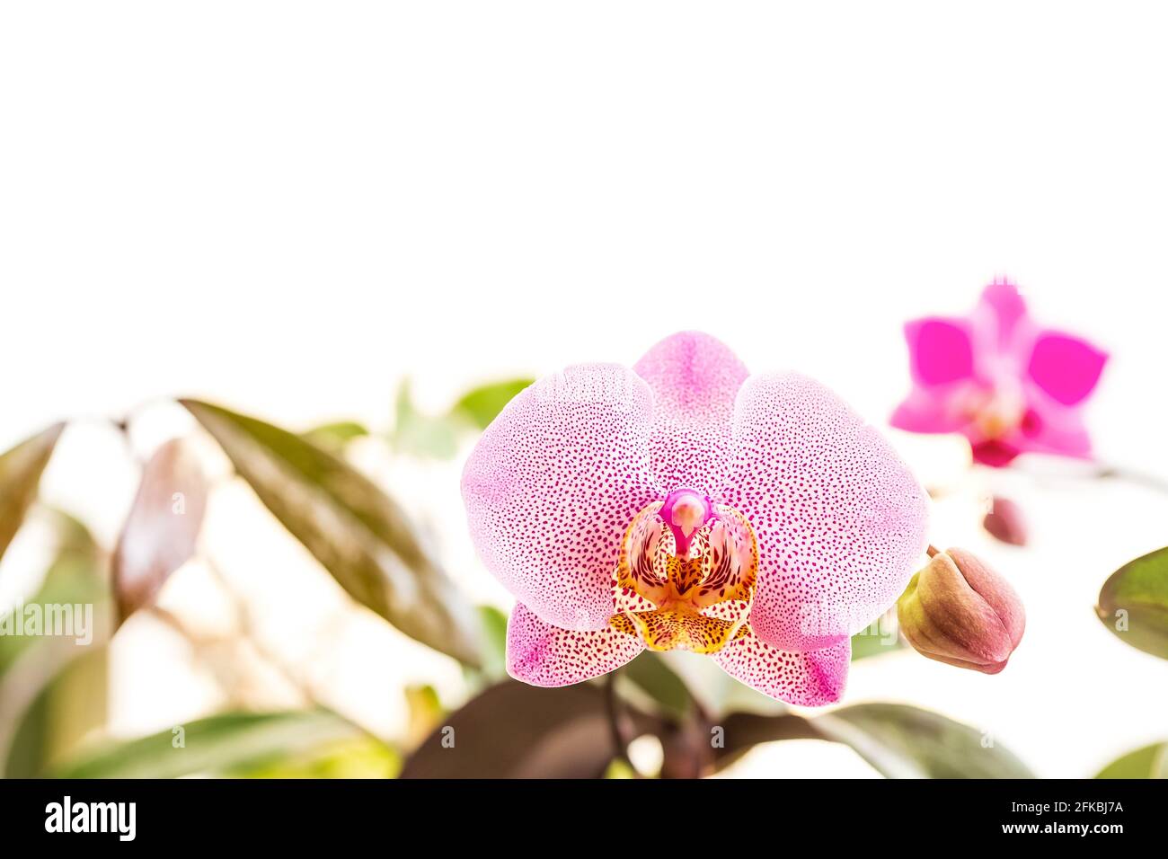 Phalaenopsis Orchid Manhattan Specie blooming with pink spotted flowers ...