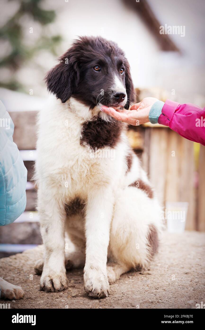 Karakachan dog hi-res stock photography and images - Alamy