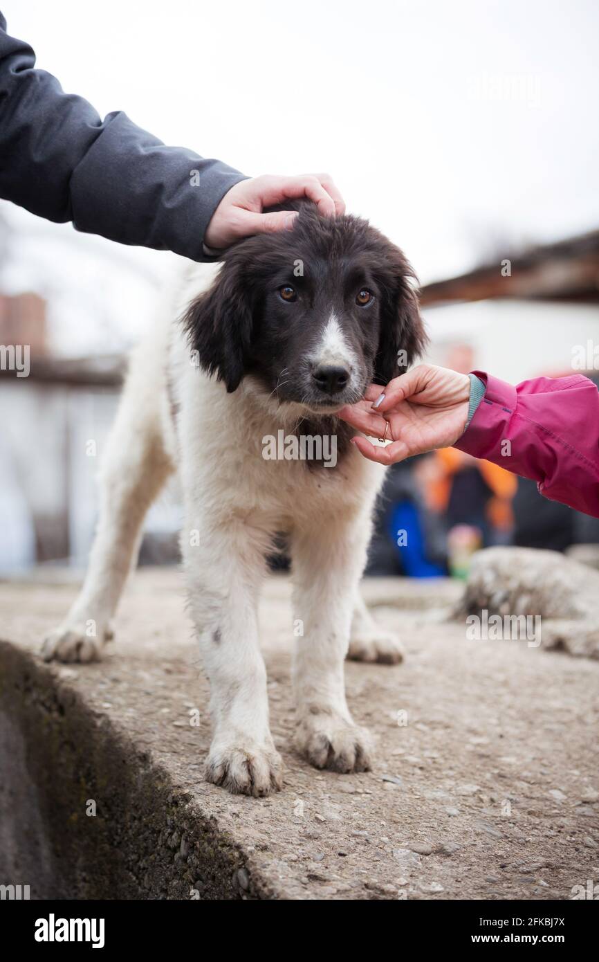 Bulgarian shepherd karakachan dog portrait close up Stock Photo - Alamy