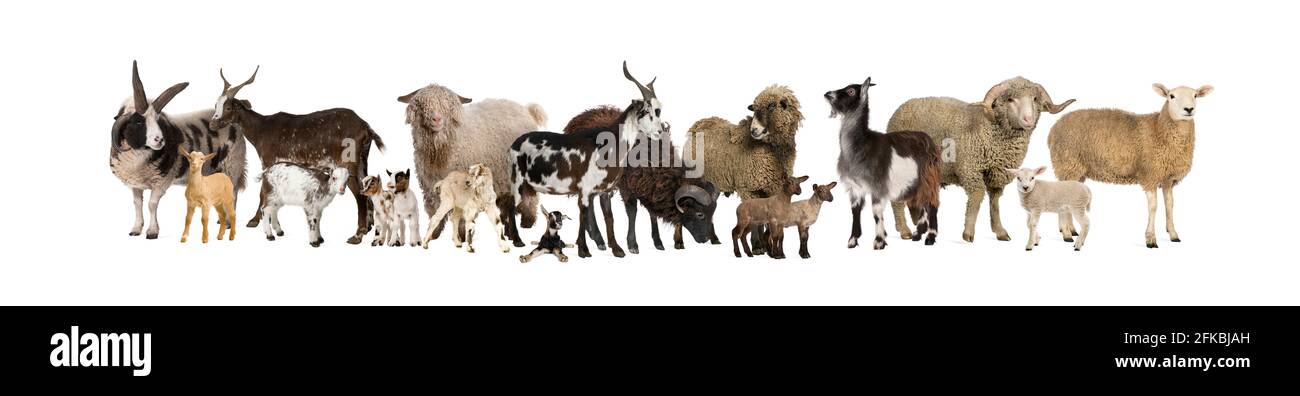 Group of many goats and sheep in a row, isolated Stock Photo - Alamy