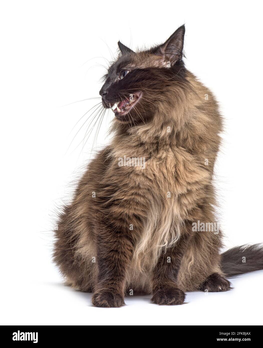 Very upset Crossbreed cat, isolated on white Stock Photo - Alamy