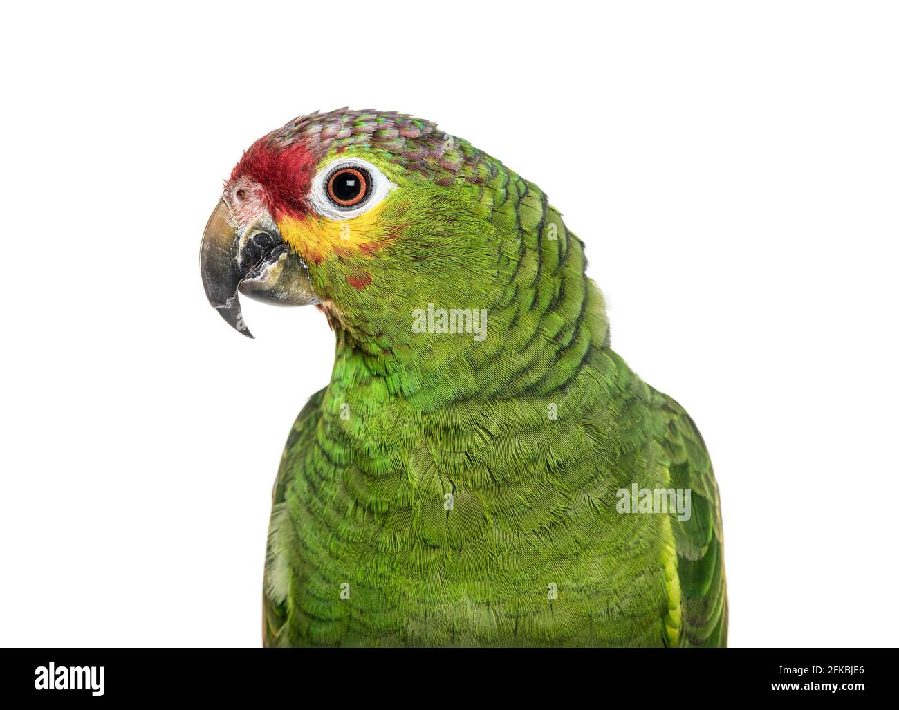 Yellow lored parrot hi-res stock photography and images - Alamy