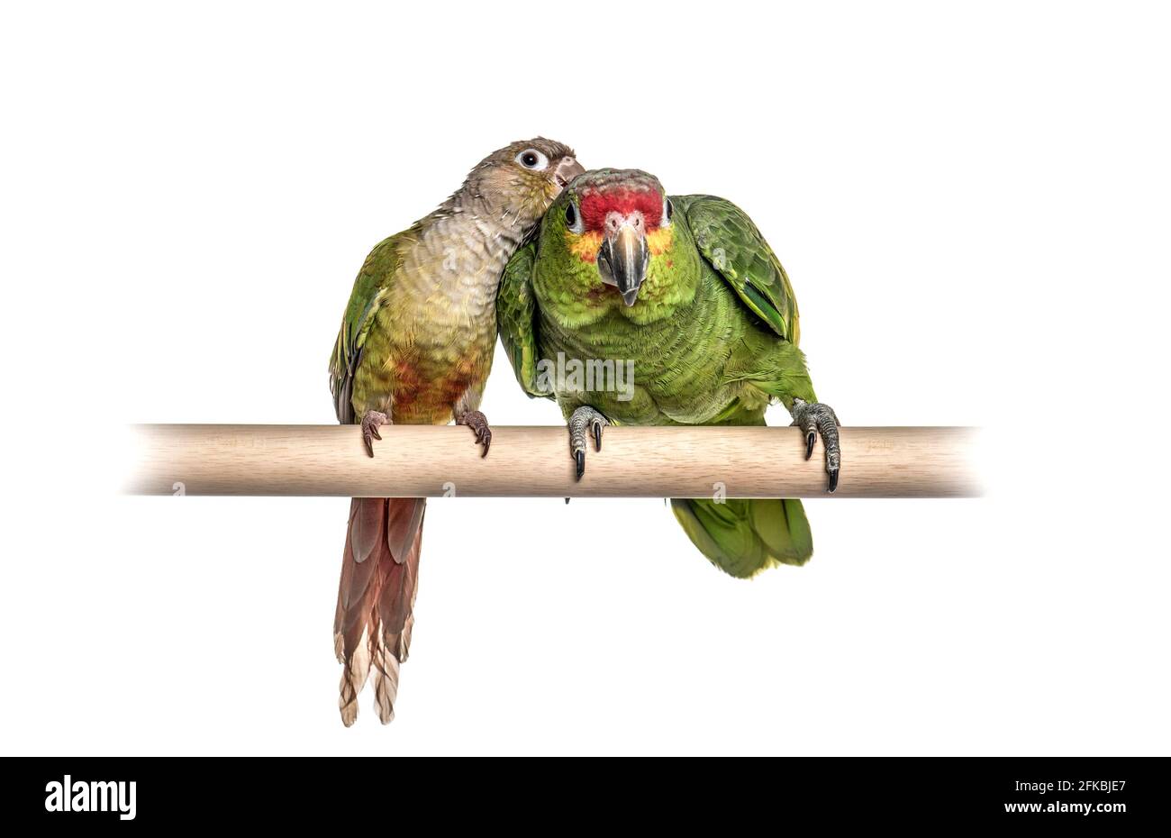 Amazon birds hi-res stock photography and images - Alamy