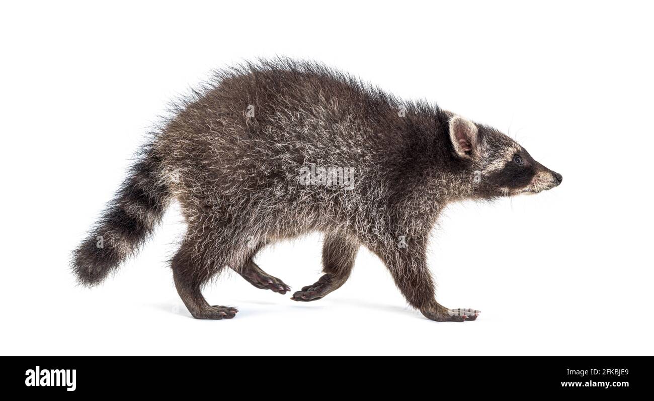 Side view of a young walking raccoon isolated on white Stock Photo - Alamy