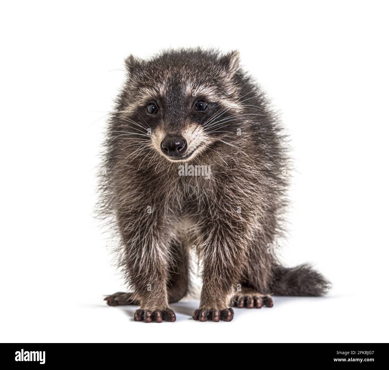 three months old young raccoon standing in front, isolated Stock Photo ...