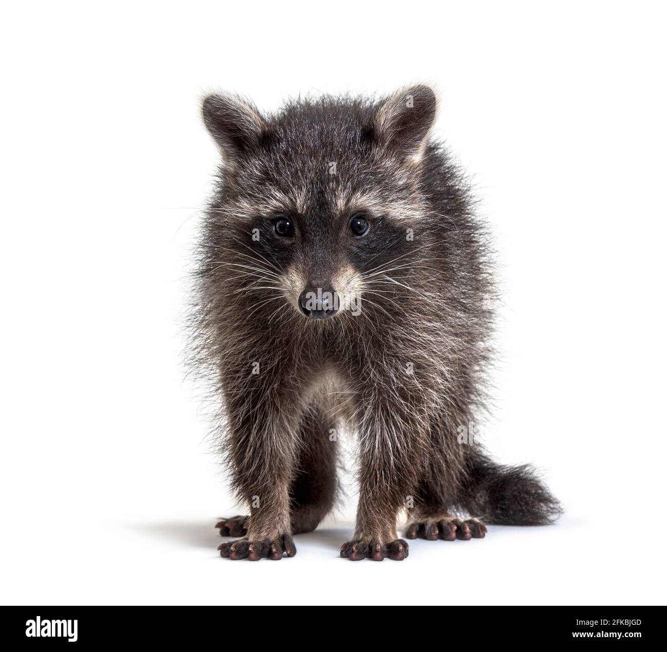 three months old young raccoon standing in front, isolated Stock Photo ...