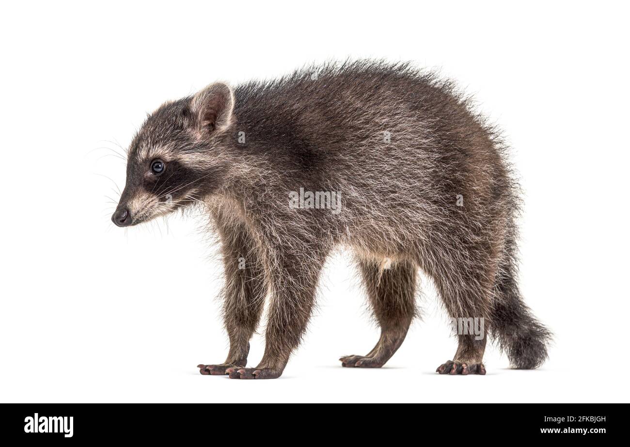 Side view of a standing Young Raccoon, isolated Stock Photo - Alamy