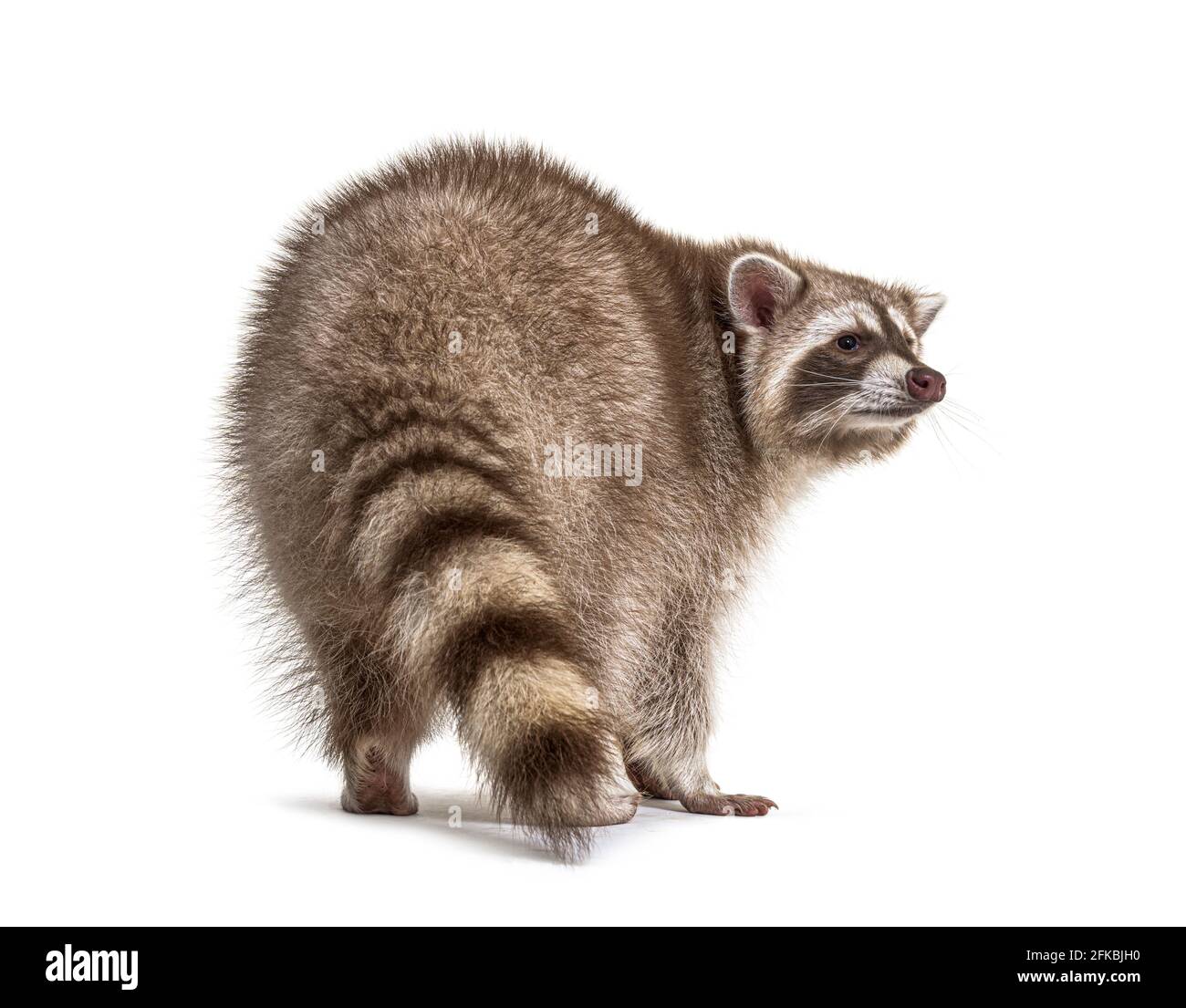 Back view on a red raccoon looking away Stock Photo - Alamy
