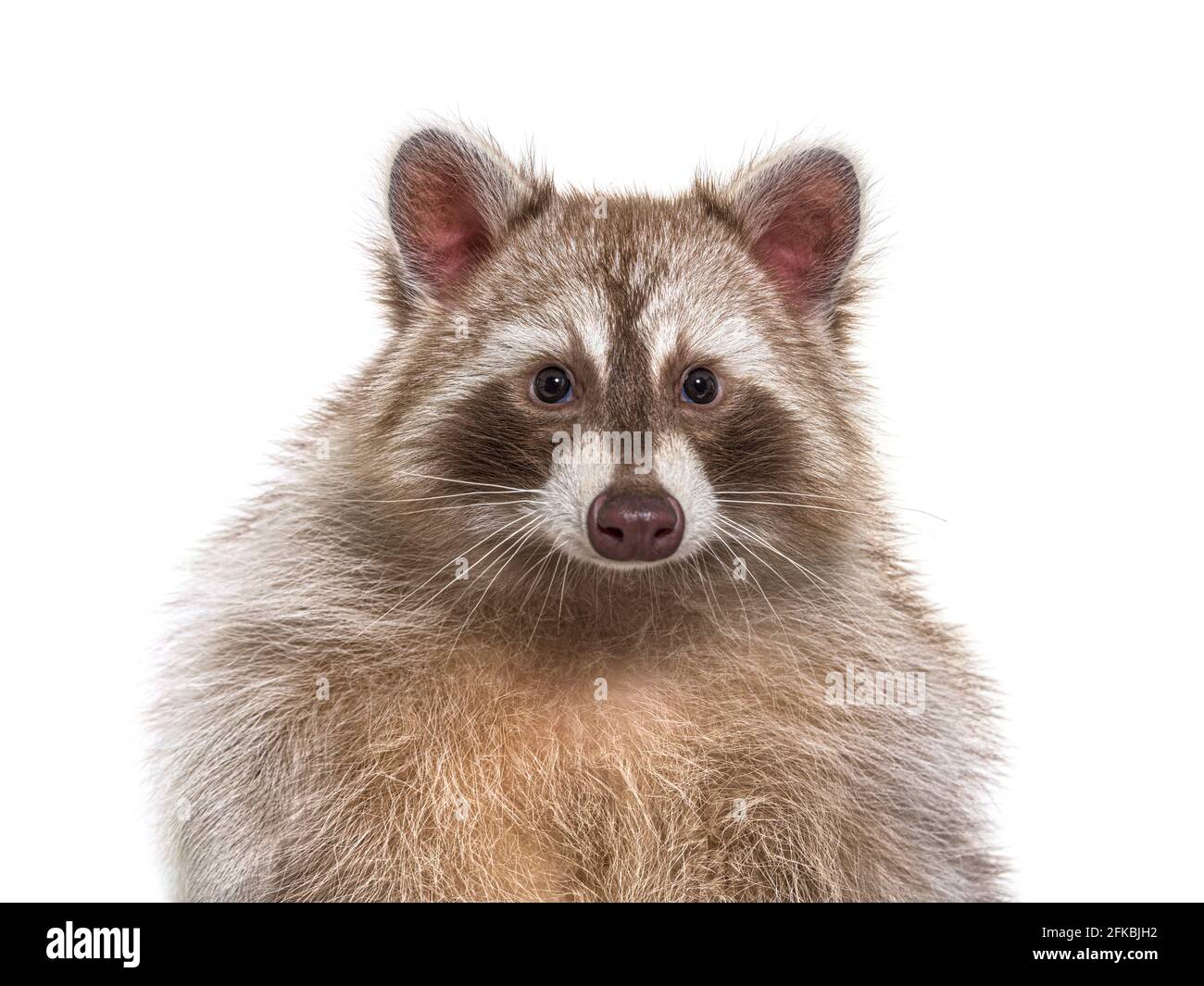 head shot of a brown Raccoon facing at the camera, isolated Stock Photo ...