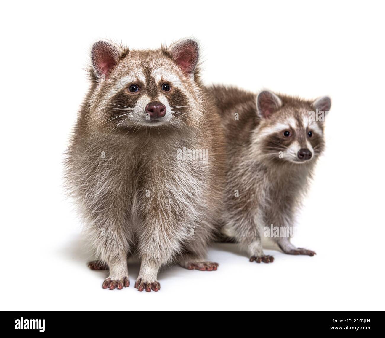 Two red raccoons sitting together, isolated on white Stock Photo - Alamy